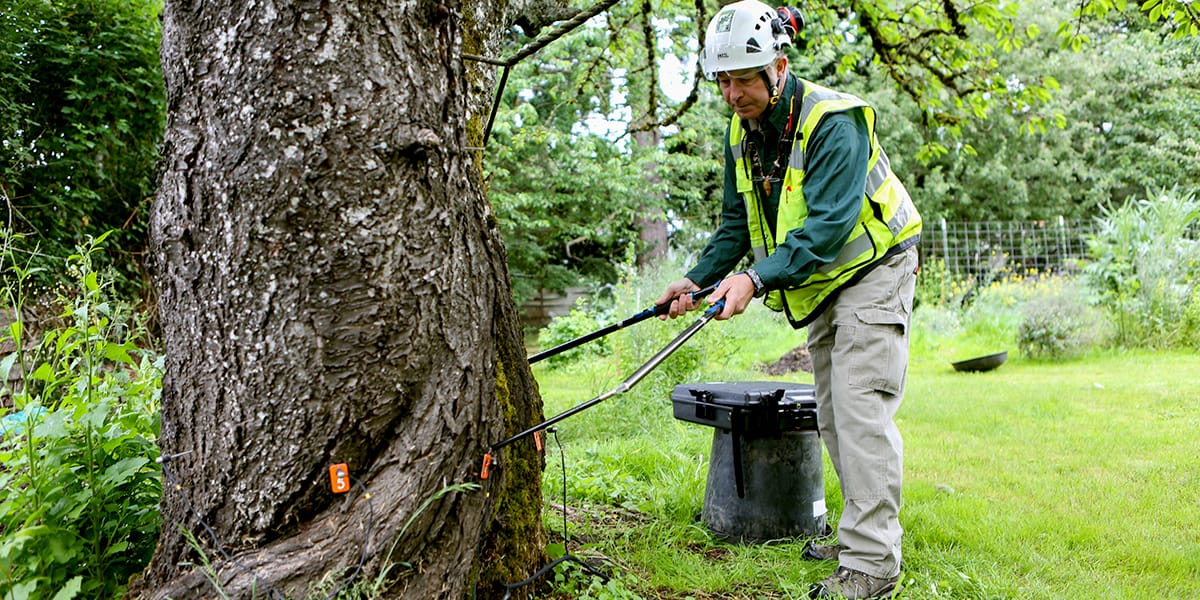 Tree Risk Assessment Before Tree Removal